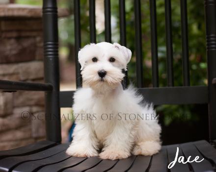 Schnauzers of Stonebrooke